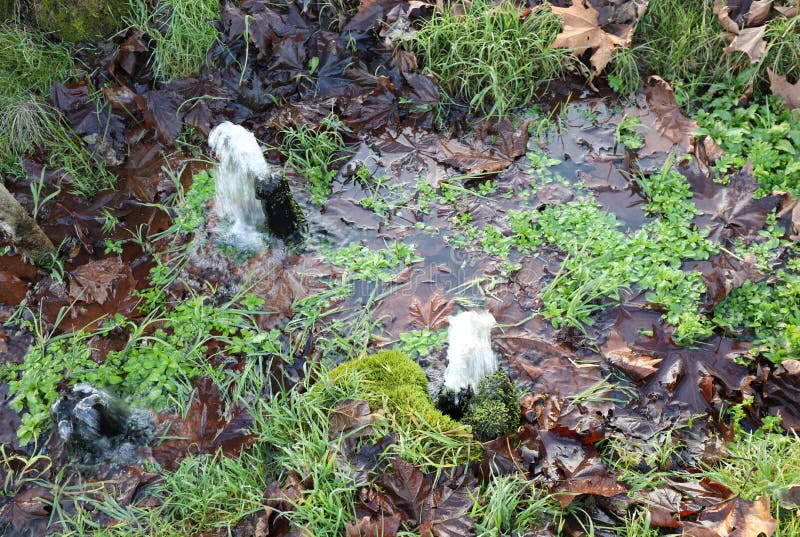 Fresh Pure Spring Water that Gushes from the Ground from a Mount Stock ...