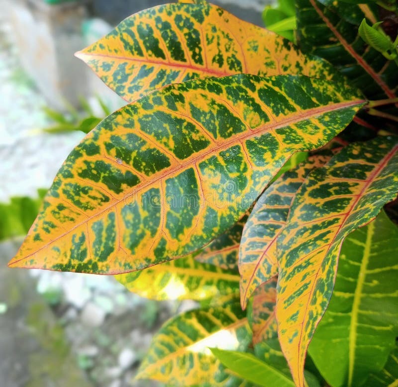 Fresh Puring Plant Leaves in Front of the House Stock Photo - Image of ...