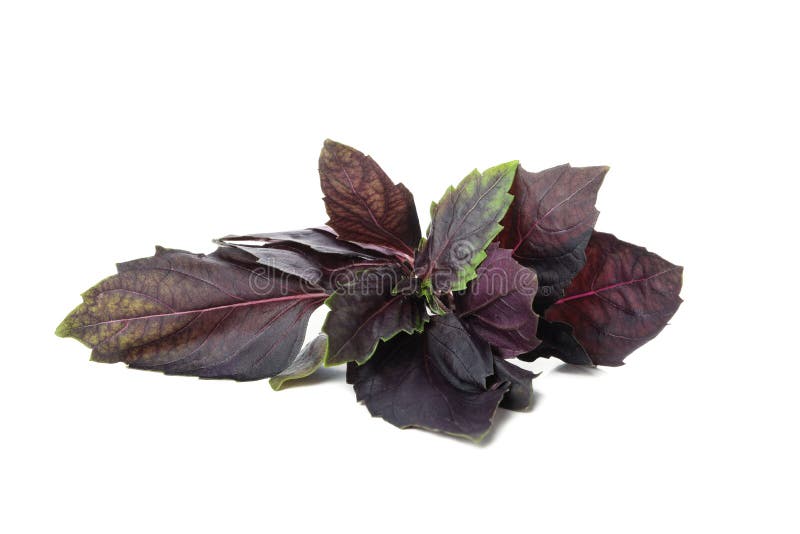 Fresh Purple Basil Isolated on Background Stock Photo - Image of ...