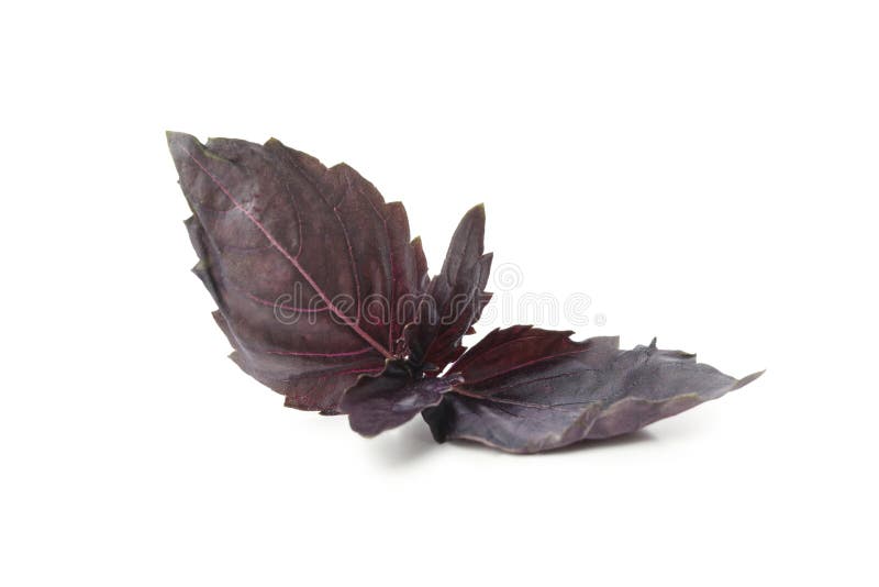 Fresh Purple Basil Isolated on White Background Stock Photo - Image of ...