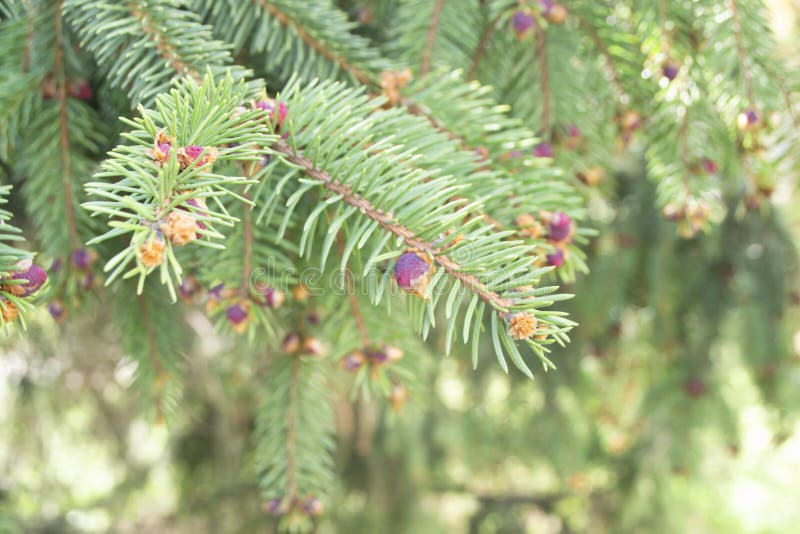 Fresh Purple Buds of a Spruce Tree in Spring Stock Photo - Image of ...