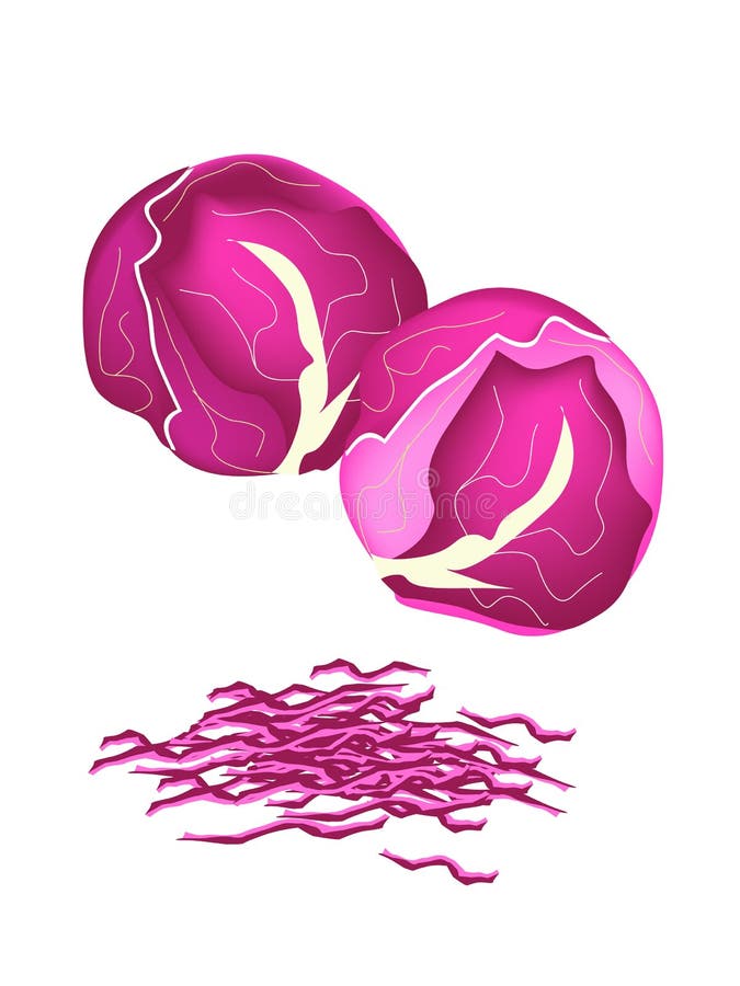 Fresh Purple Cabbage on a White Background Stock Vector - Illustration ...