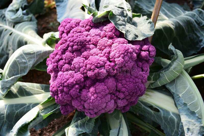 Fresh purple cauliflower. stock photo. Image of farm - 136397280