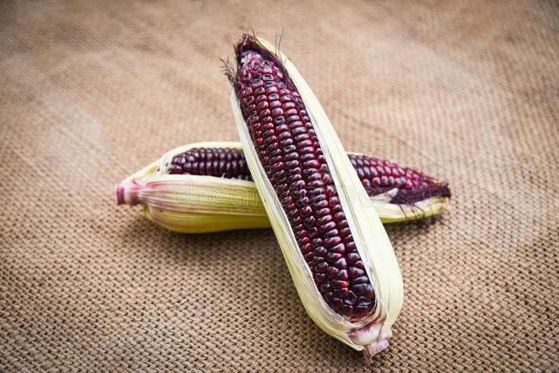 Sweet Purple Corn Fresh - Siam Ruby Queen or Sweet Corn on Cob , Top ...