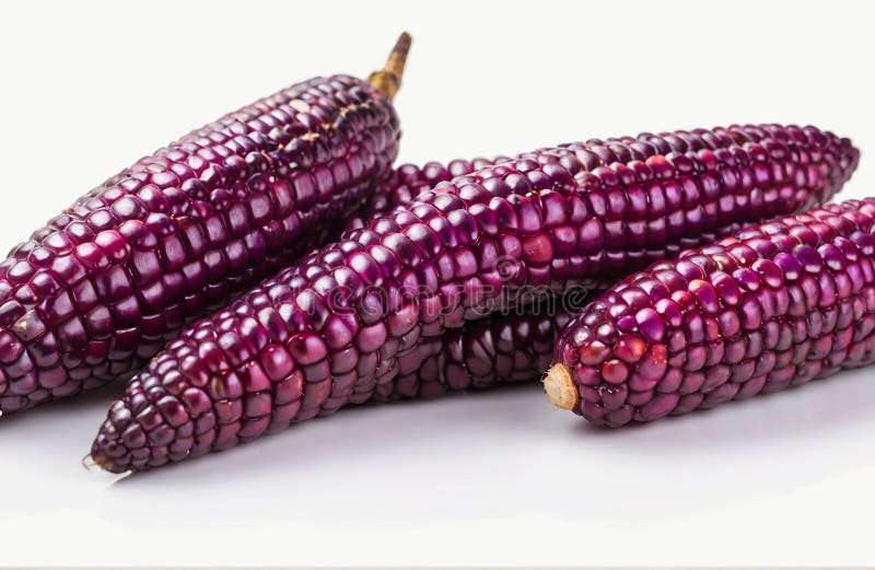 Fresh Purple Corn, Cut Out on White Background Stock Illustration ...