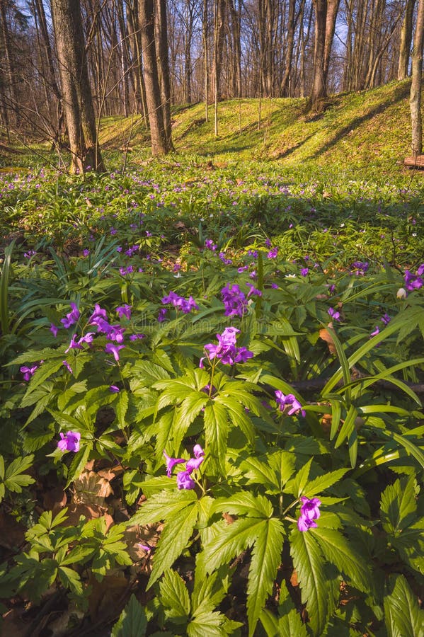 Fresh purple flowers stock photo. Image of beauty, natural - 141563102