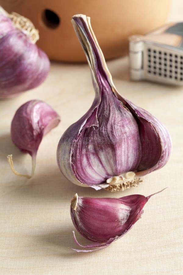 Fresh purple garlic stock photo. Image of herb, vegetable - 42782876
