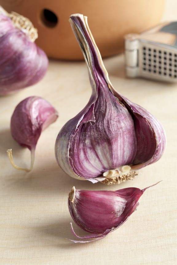 Fresh purple garlic stock photo. Image of herb, vegetable - 42782876