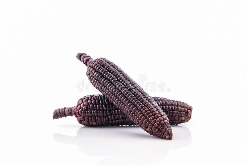 Indian Corn stock photo. Image of corn, colour, colorful - 45566374