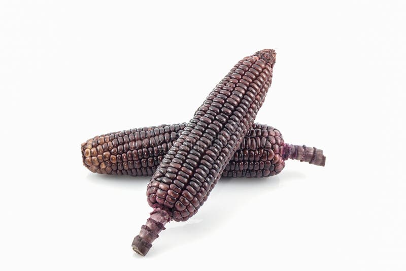 Fresh Purple Organic Corn, Maize. Stock Photo - Image of grain ...