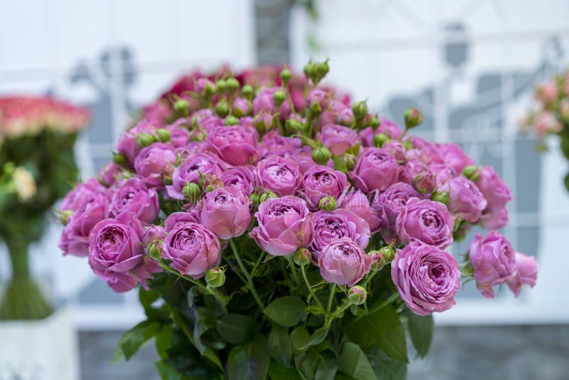 Fresh Purple Roses. Large, Beautiful Bouquet of Purple Roses Stock ...