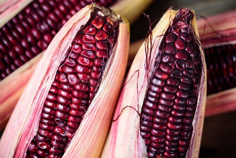 Purple Sweet Corn in Corn Field Stock Image - Image of healthy ...