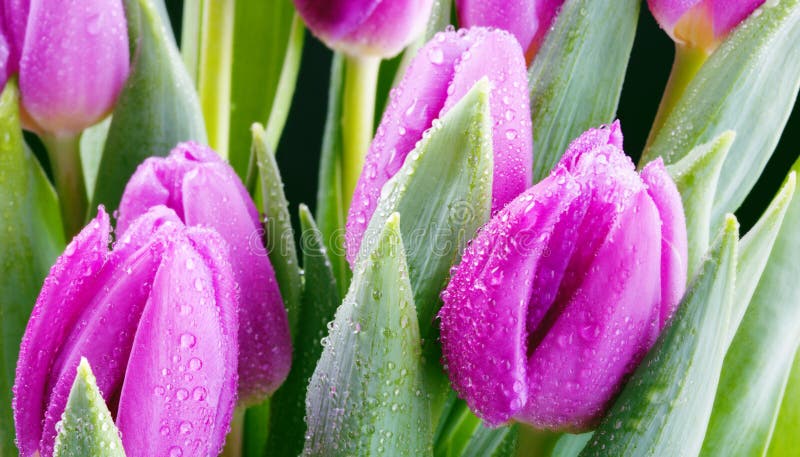 Fresh purple tulips stock image. Image of bright, macro - 19034431