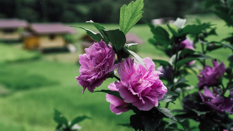 Fresh Quince Blossom, Beautiful Flowers Falling. Zero Gravity or ...