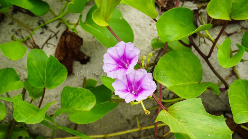 Fresh Quince Blossom, Beautiful Flowers Falling. Zero Gravity or ...