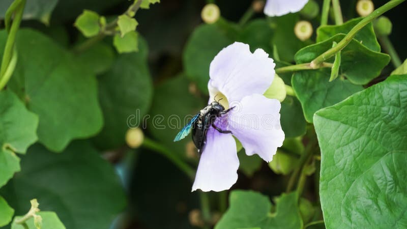 Fresh Quince Blossom, Beautiful Flowers Falling. Zero Gravity or ...