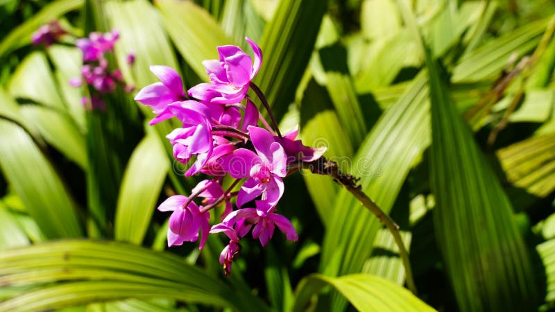 Fresh Quince Blossom, Beautiful Flowers Falling. Zero Gravity or ...