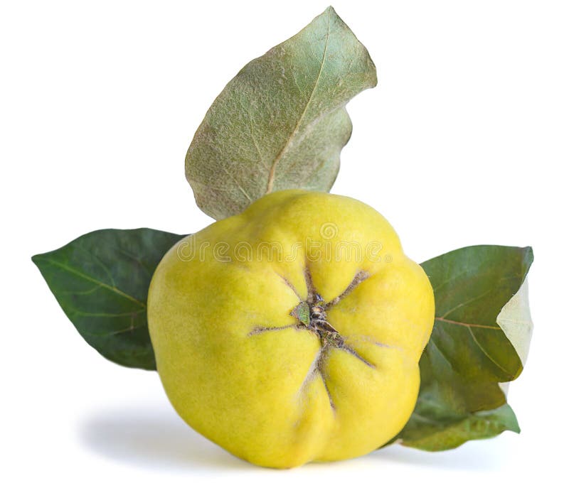 Fresh Quince with Green Leaves on an Isolated White Background Stock ...