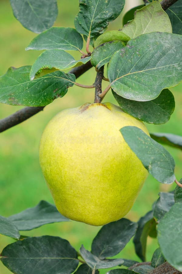 Fresh Quince and Leaves on Tree Branches, Vertical Stock Image - Image ...