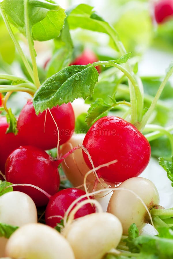 Fresh radish stock image. Image of diet, vertical, healthy - 18640545