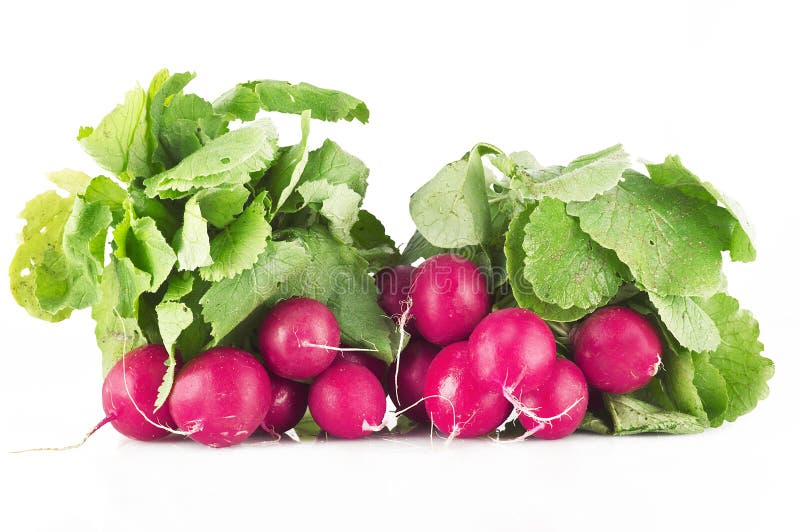 Fresh radish stock photo. Image of root, radish, fresh - 22636038
