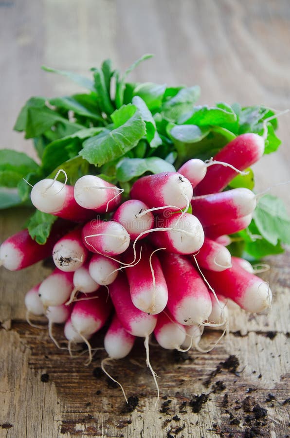 Fresh Radish stock photo. Image of freshness, organic - 23758898