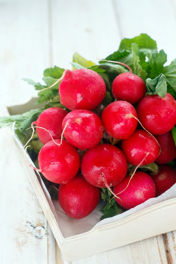 Fresh radish stock photo. Image of diet, radish, vegetarian - 24061736