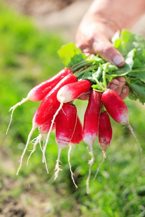 Fresh radish crop stock photo. Image of healthy, harvesting - 54592628