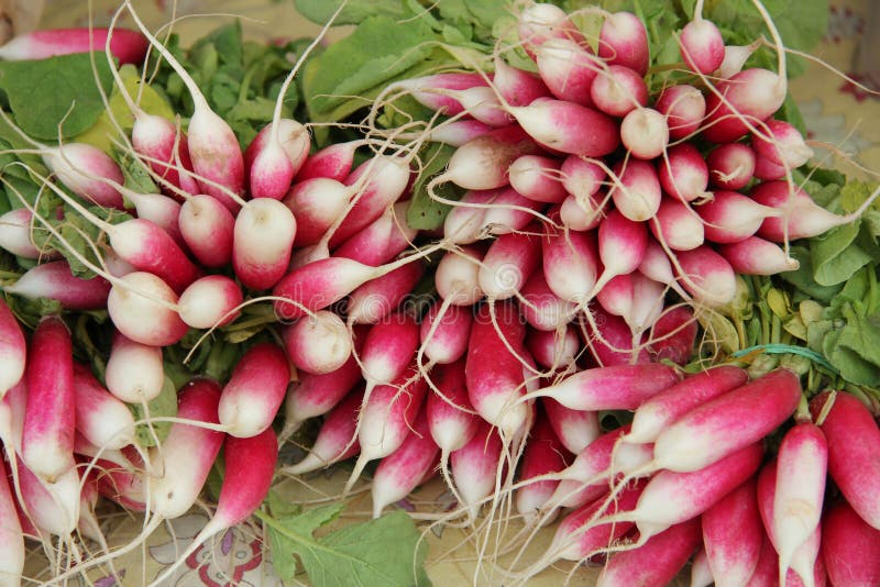 Fresh radish stock image. Image of retail, vegetable - 26627431