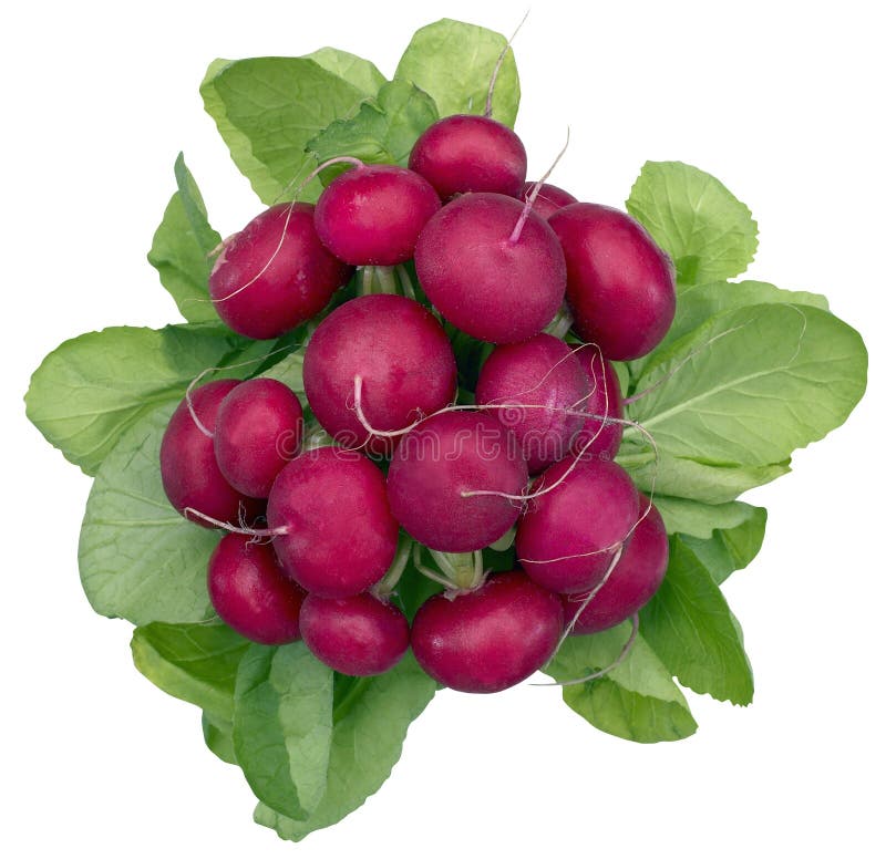 Fresh Radish at Farmers Market Stock Image - Image of delicious, market ...