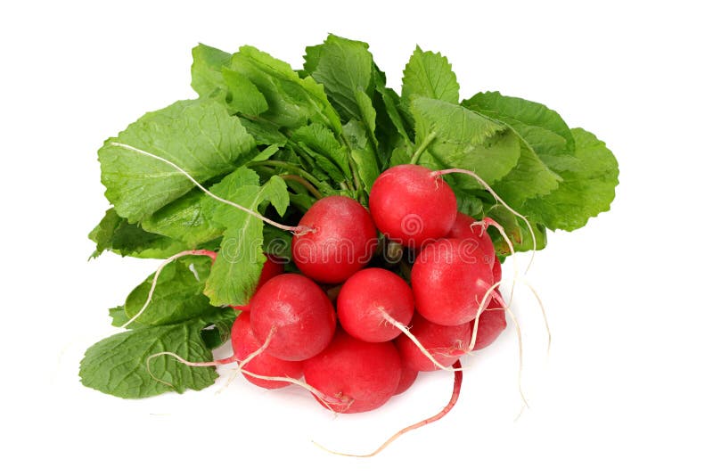 Radish Bunch with Dirt, in Hand Stock Image - Image of meal, nutrition ...
