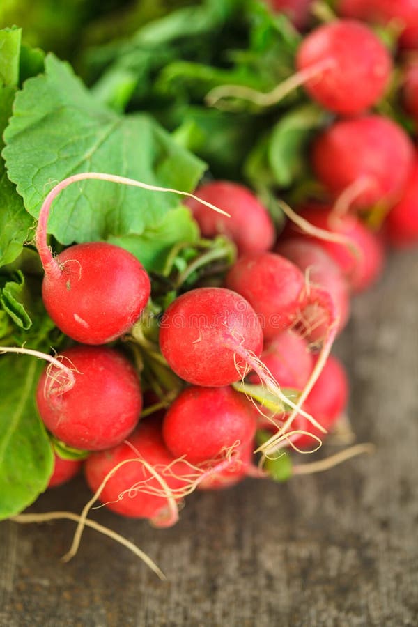 Radish stock photo. Image of springtime, fresh, sativus - 29256156