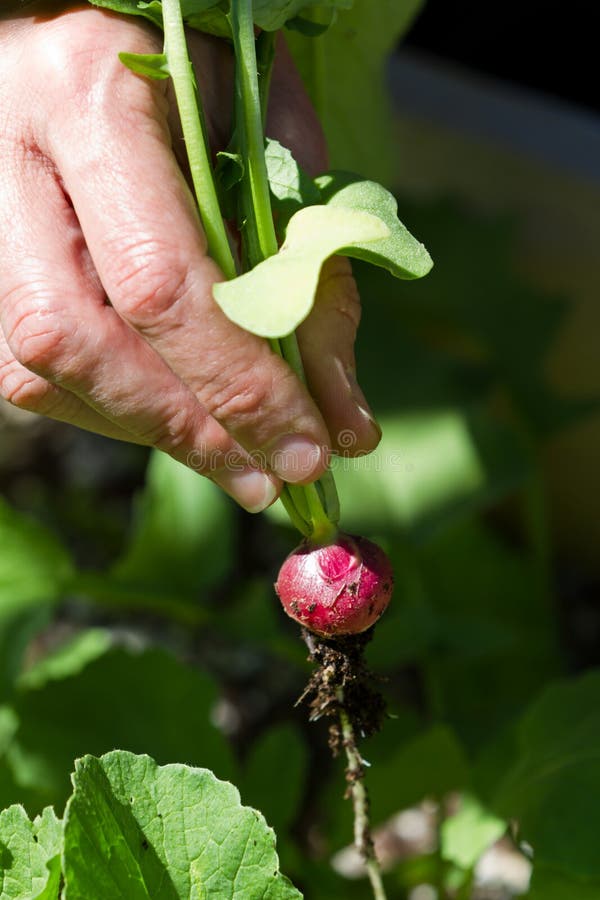 Fresh radish stock image. Image of summer, healthy, spring - 32097649