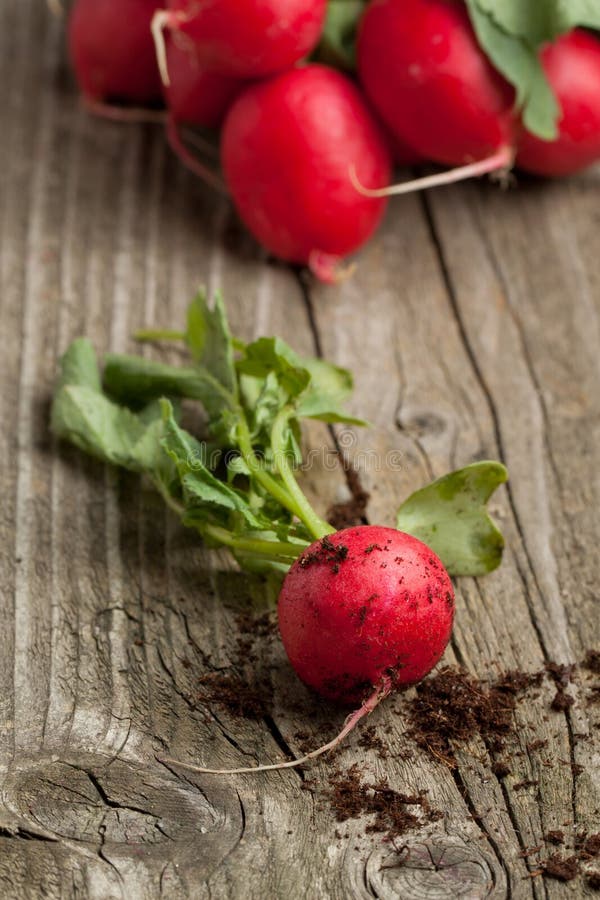 Fresh radish from ground stock photo. Image of bunch - 19430078