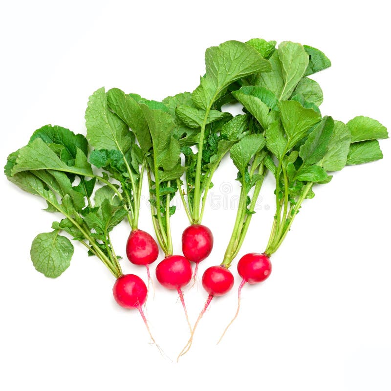 Fresh Radish with Leaves Isolated on White Stock Image - Image of ...