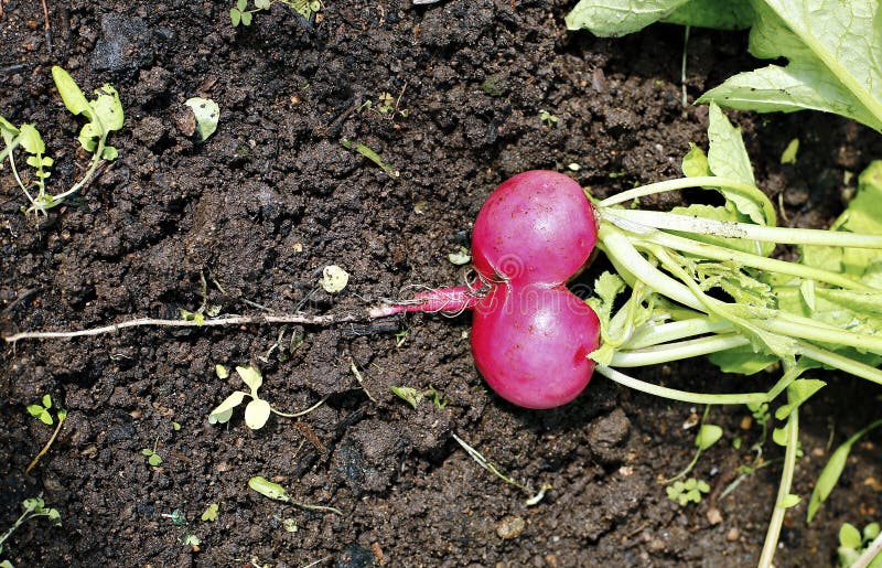 Fresh radish with leaves stock photo. Image of fertilizer - 75763974