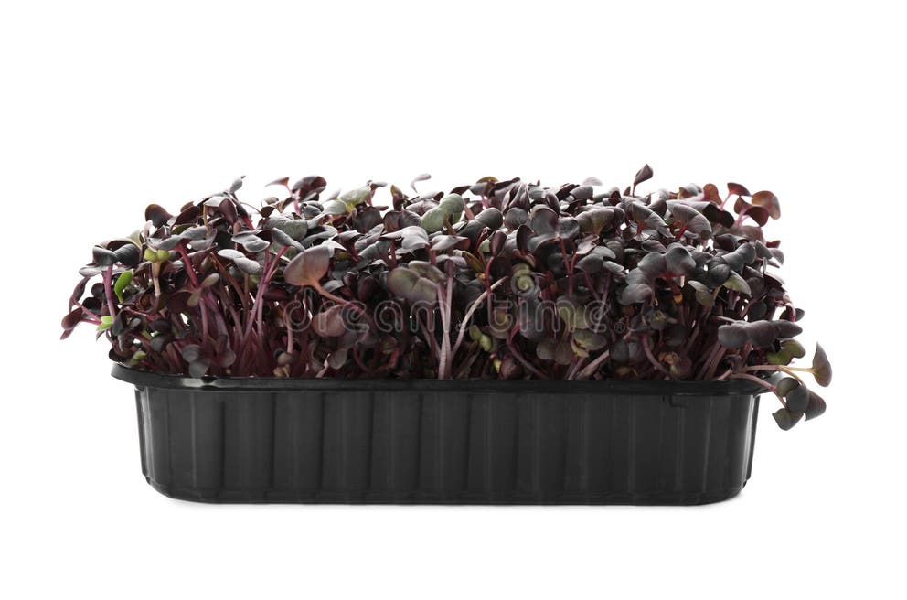 Fresh Radish Microgreens in Plastic Container Isolated on White Stock ...