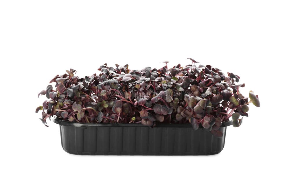Fresh Radish Microgreens in Plastic Container Isolated on White Stock ...
