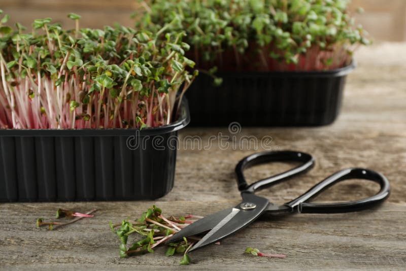 Fresh Radish Microgreens in Plastic Containers and Scissors on Wooden ...