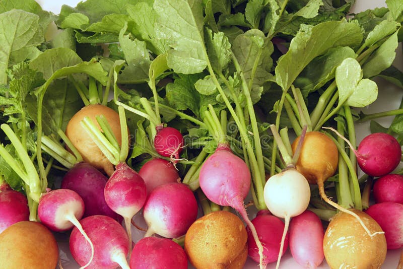 Fresh radish stock photo. Image of refreshment, vegetable - 73926494