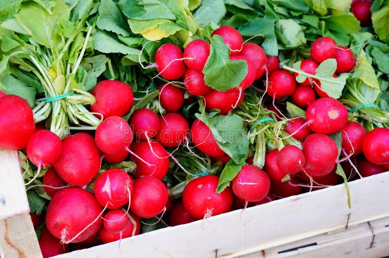 Fresh radish stock image. Image of food, ingredient, fresh - 49339465