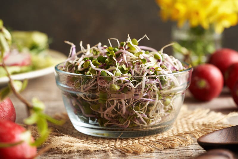 Fresh Radish Sprouts in a Glass Bowl Stock Image - Image of root, fresh ...