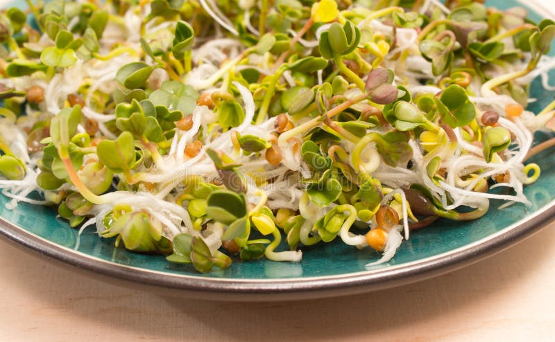 Fresh Radish Sprouts on a Plate Stock Photo - Image of food, vegetarian ...