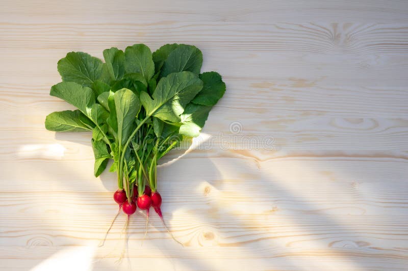 Fresh Radish. Top View with Copy Space Stock Image - Image of farming ...