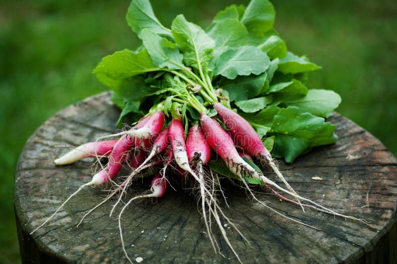 Fresh radish crop stock photo. Image of healthy, harvesting - 54592628