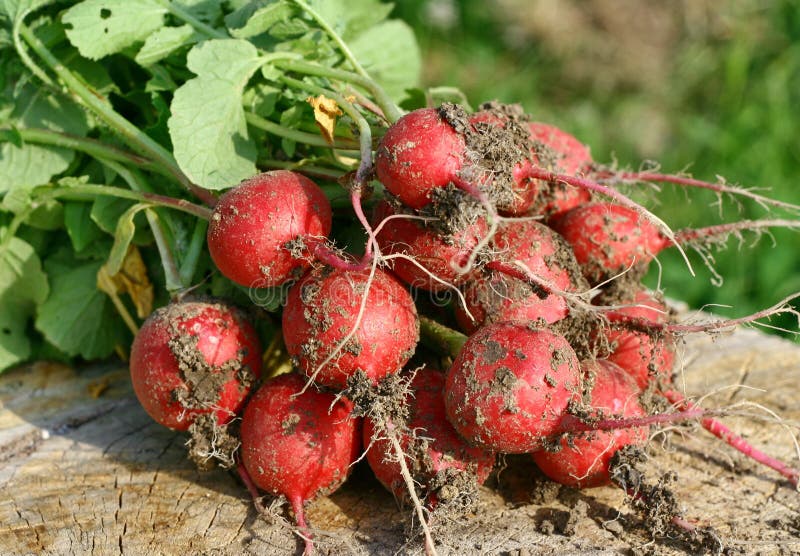 Fresh radishes stock photo. Image of vegetable, organic - 35749662