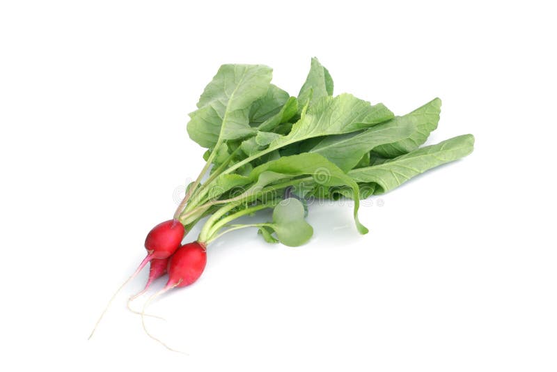 Fresh radishes stock photo. Image of vegetable, organic - 35749662