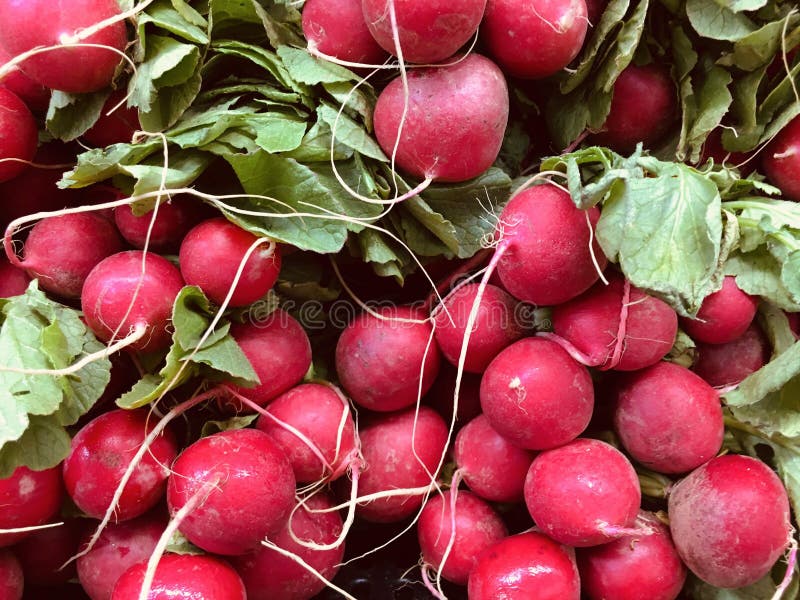 Fresh Radishes are an Edible Root Vegetable with a Pungent Taste Stock ...