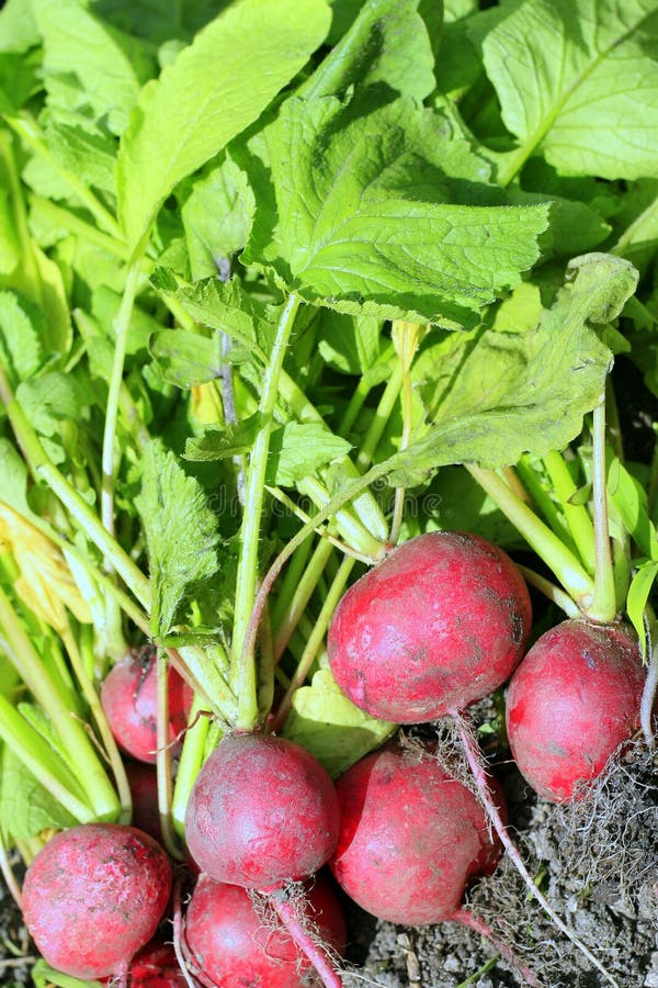 Fresh radishes stock image. Image of food, extraordinary - 31514227