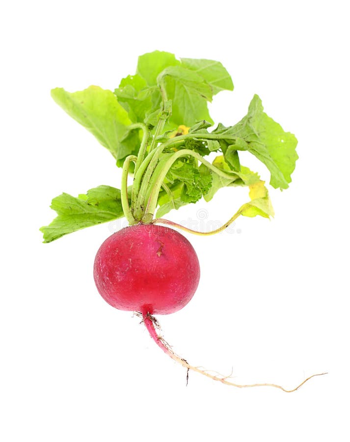 Fresh Radishes Isolated on White Background Stock Photo - Image of ...